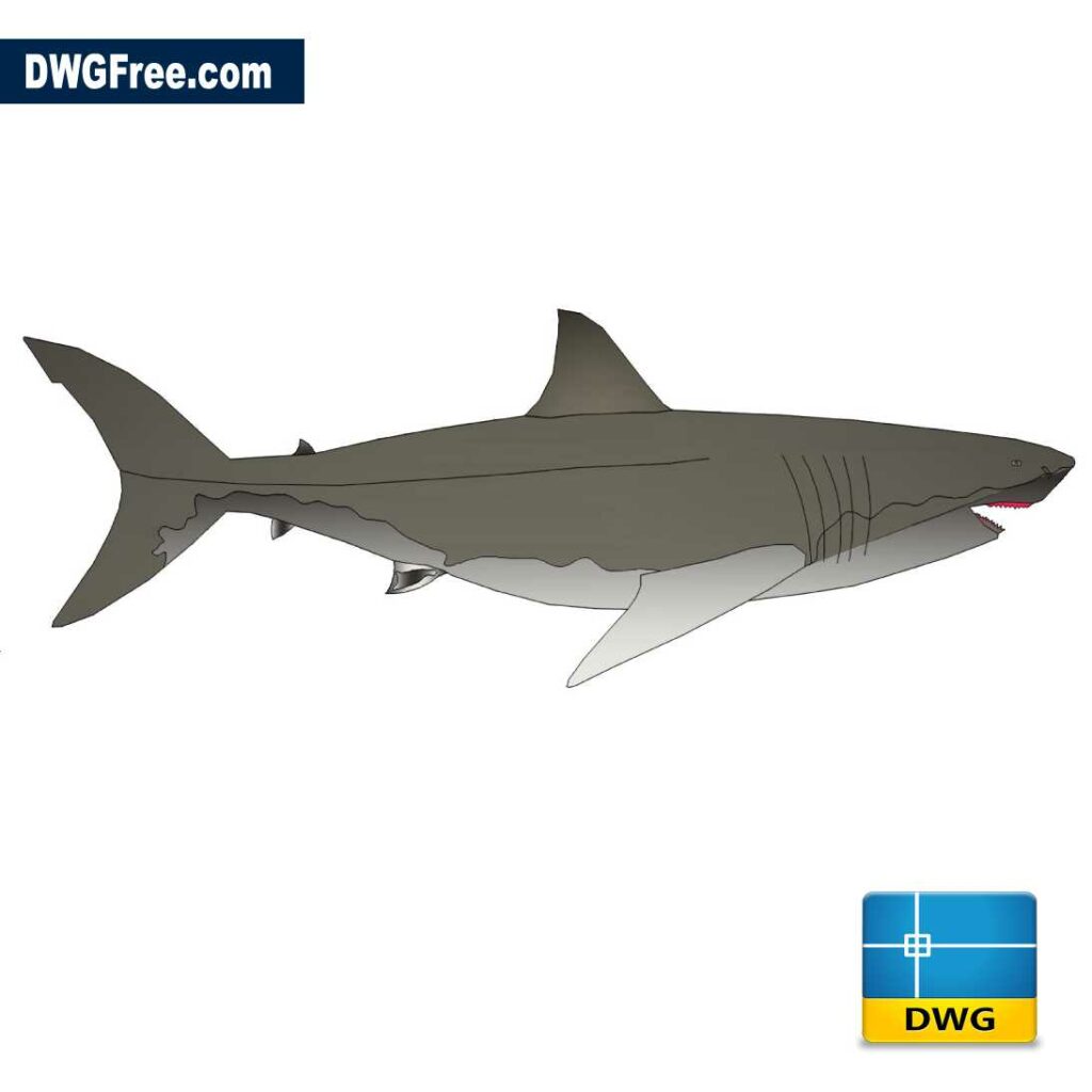 Shark DWG [ Drawing 2026 ] in AutoCAD FREE 2D. DwgFree